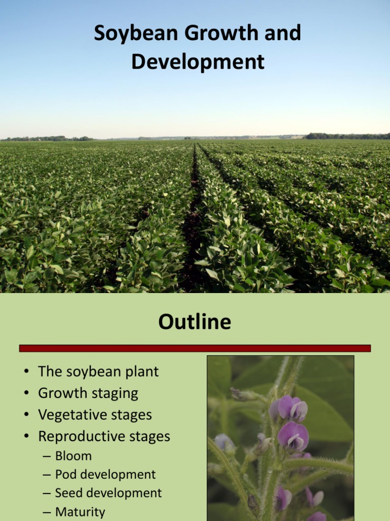 Soybean Growth Stages and Management | PDF | Soybean | Root