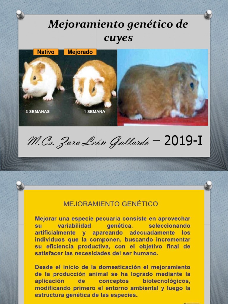Mejoramiento Genético de Cuyes | PDF | Heredabilidad | Genética
