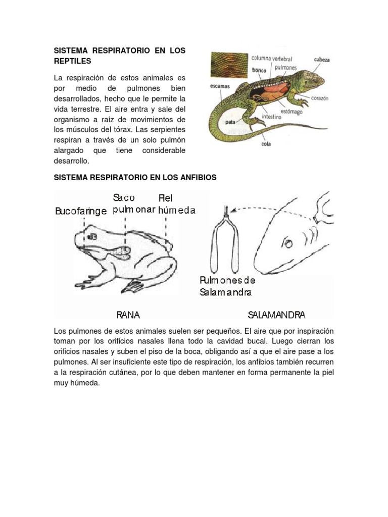 Sistema Respiratorio en Los Animales Vertebrados | PDF | Pulmón ...