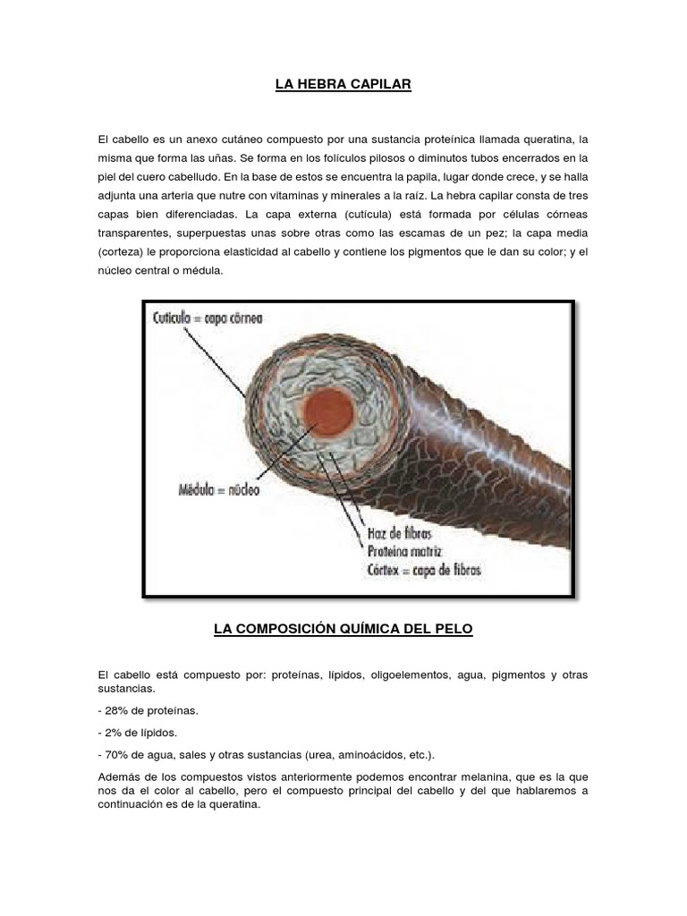 La Hebra Capilar | PDF | Pelo | Lípido