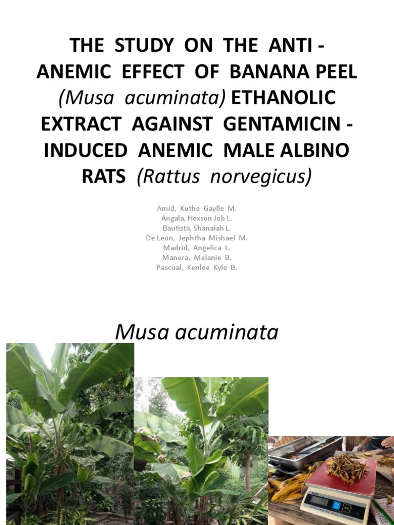 The Study On The Anti - Anemic Effect of Banana Peel Extract Against ...