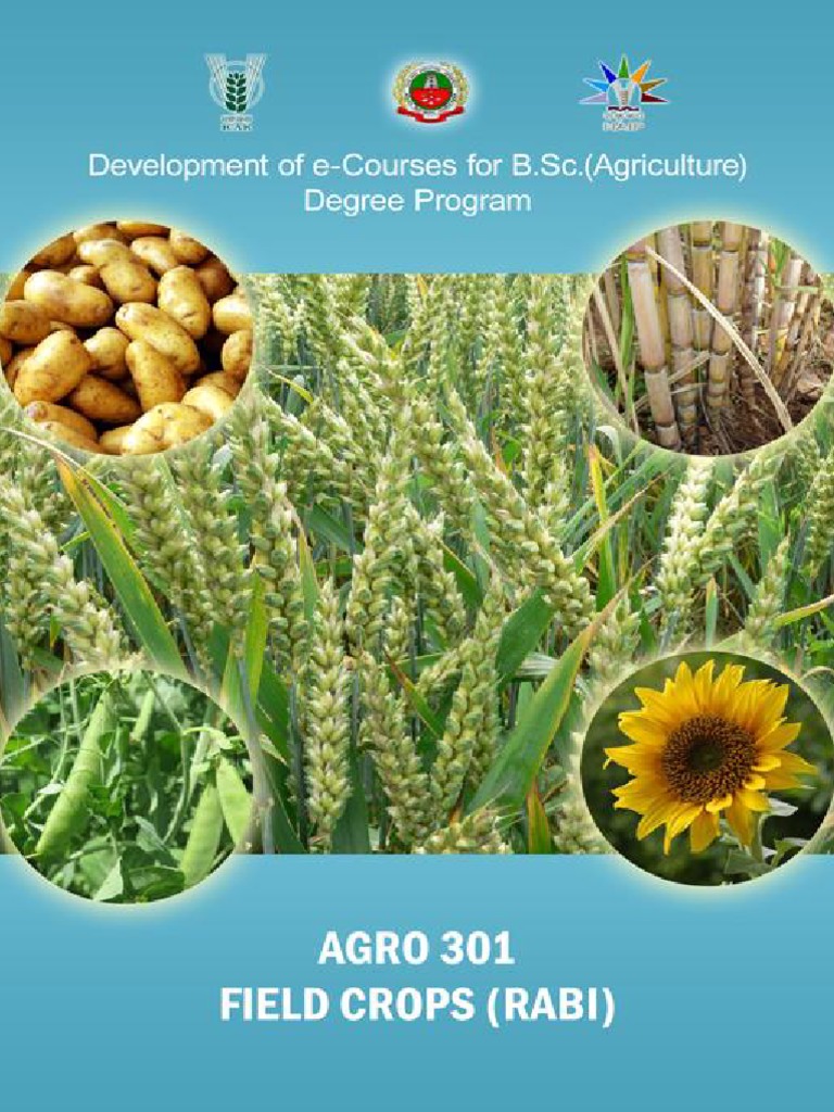 Overview of Rabi Field Crops | PDF | Wheat | Cereals