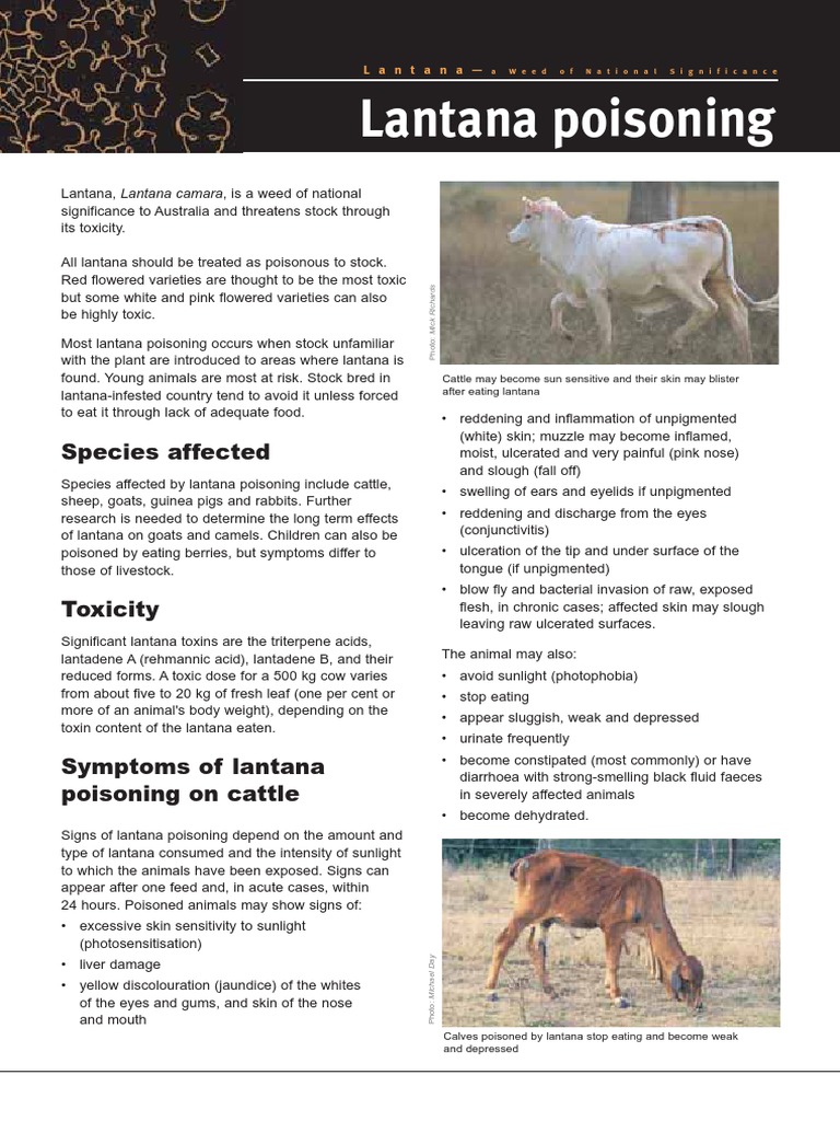 IPA Lantana Poison Flyer | PDF | Cattle | Clinical Medicine