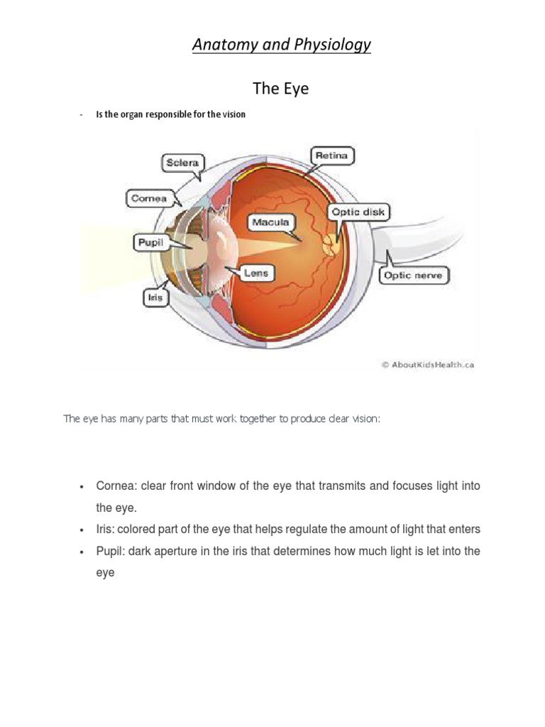 Anatomy of the Human Eye Explained | PDF | Self-Improvement | Science ...