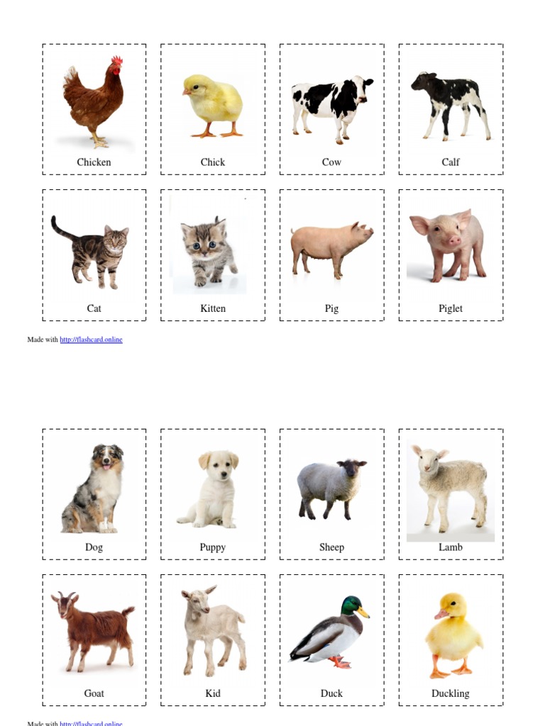 Family Flash Cards 2x3 | PDF