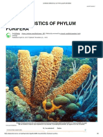 Animal Diversity Invertebrates (Zoo201) Handouts | PDF | Sponge | Protozoa