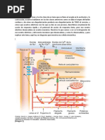 Función y Regulación del Calcio en Células | PDF | Neurona | Biología ...