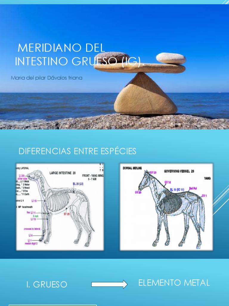 Meridiano Del Intestino Grueso (IG) | PDF