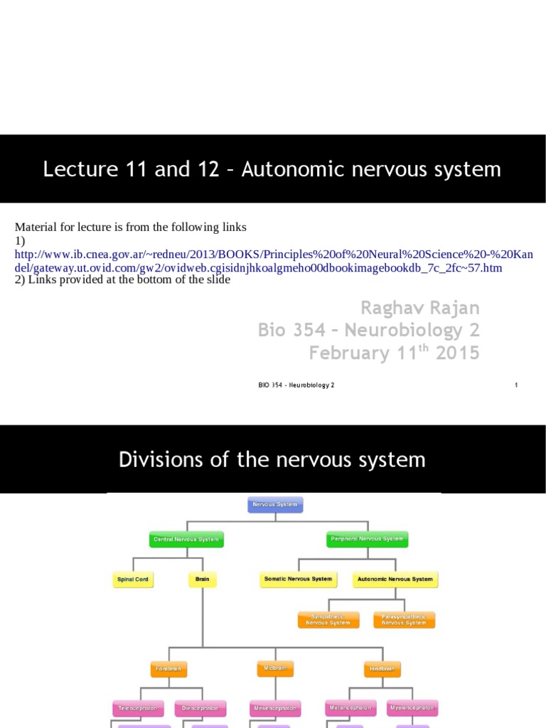 Lecture11 12 AutonomicNervousSystem | PDF | Autonomic Nervous System | Hypothalamus