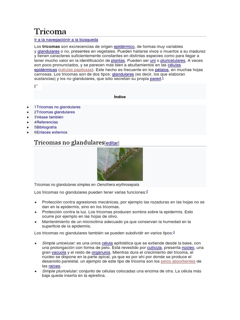 Tipos de tricomas en plantas | PDF | Hoja | Morfología Vegetal