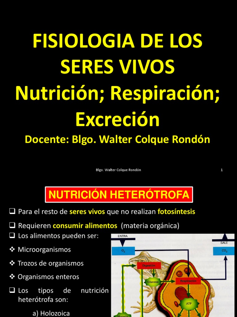Nutricion Respiracion Excrecion | PDF | Riñón | Digestión