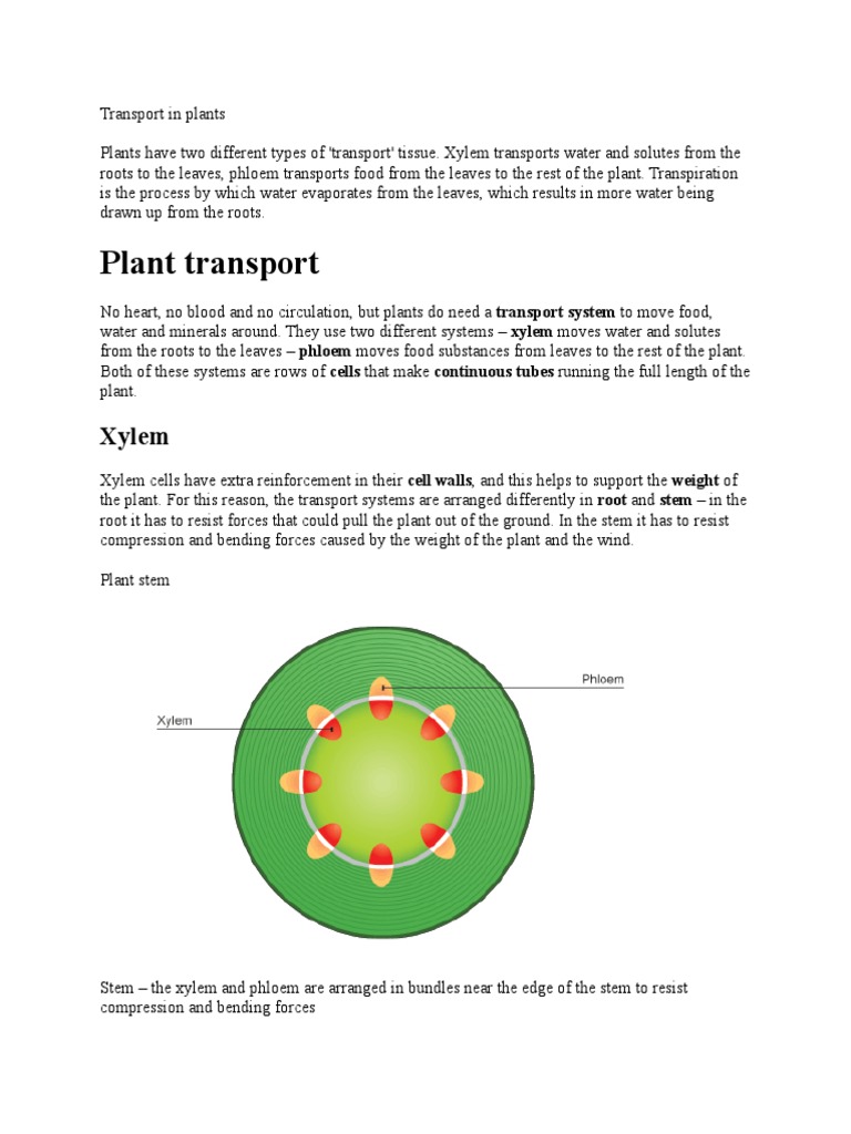 Transport in Plants | PDF | Leaf | Branches Of Botany