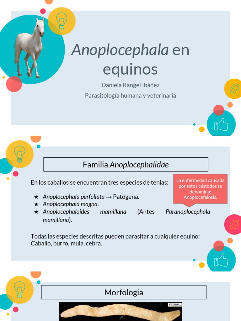 Anoplocephala en equinos: morfología y ciclo | PDF | Organismos ...