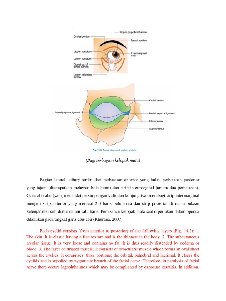 Bagian-Bagian Kelopak Mata | PDF | Sensory Organs | Human Anatomy