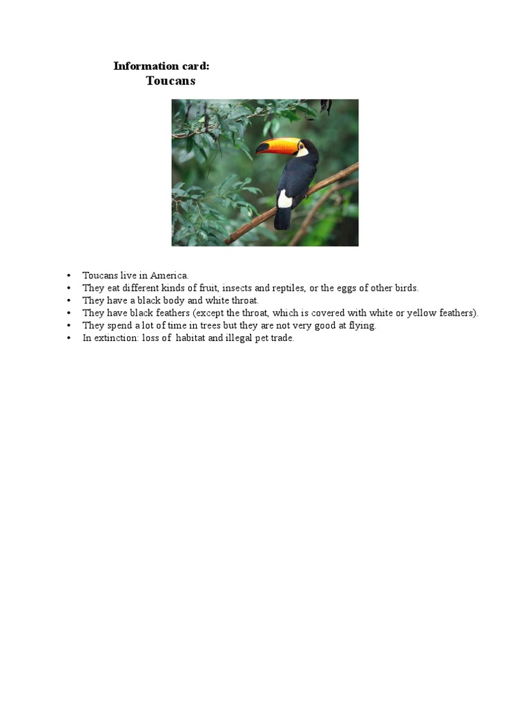 Toucan Os | PDF | Science & Mathematics | History