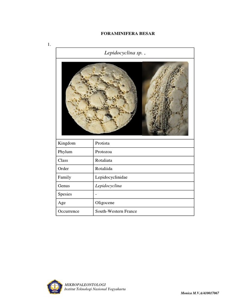 Album Foraminifera BESAR INSTITUT TEKNOLOGI NASIONAL YOGYAKARTA | PDF ...