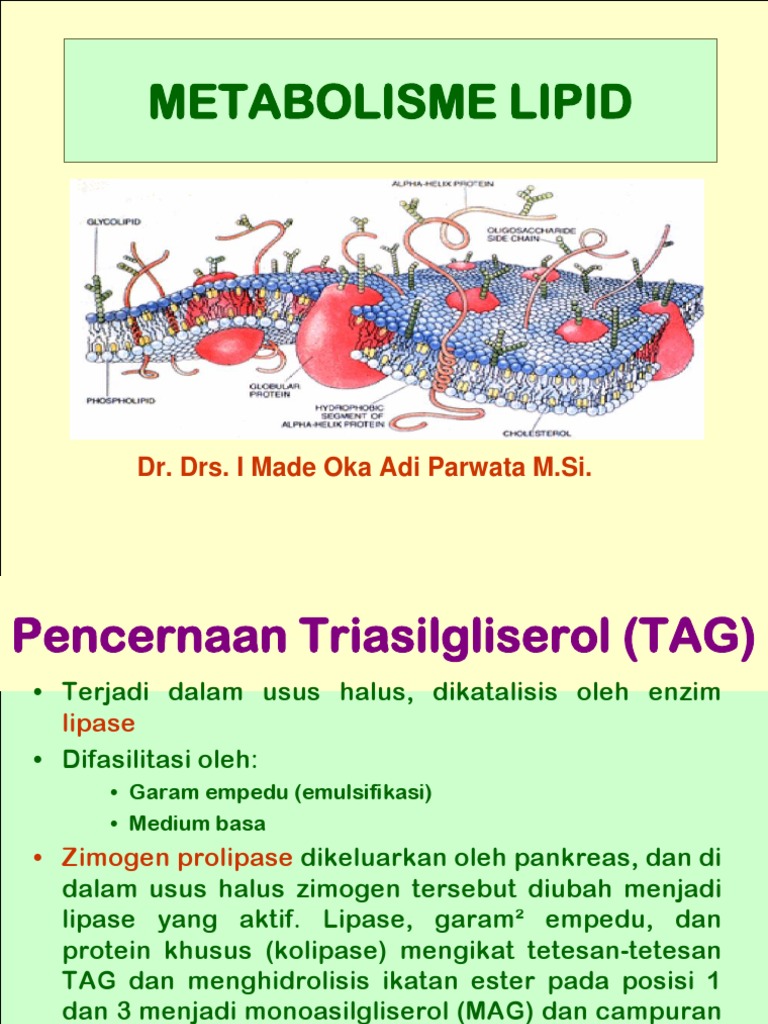 Metabolisme Lipid | PDF