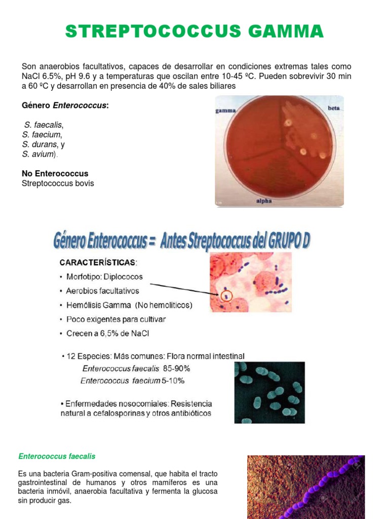 Streptococcus Gamma | PDF | Estreptococo | Patologia clinica