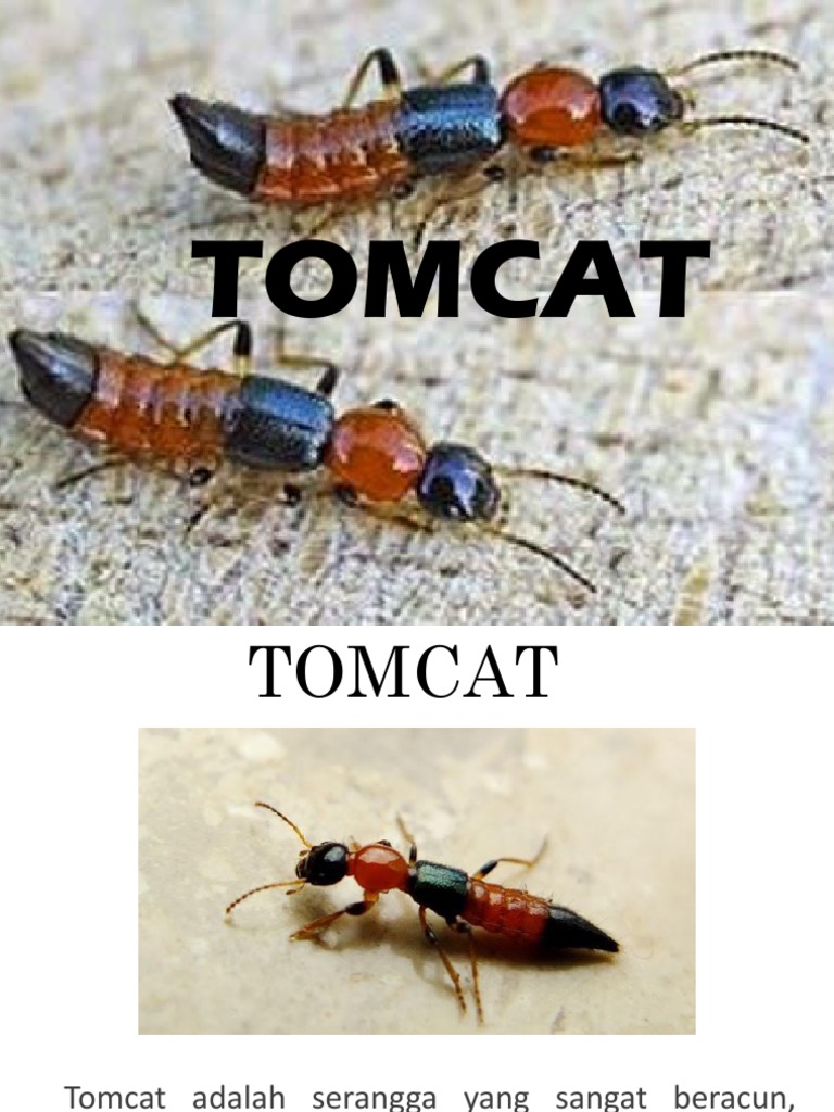 Tomcat | PDF