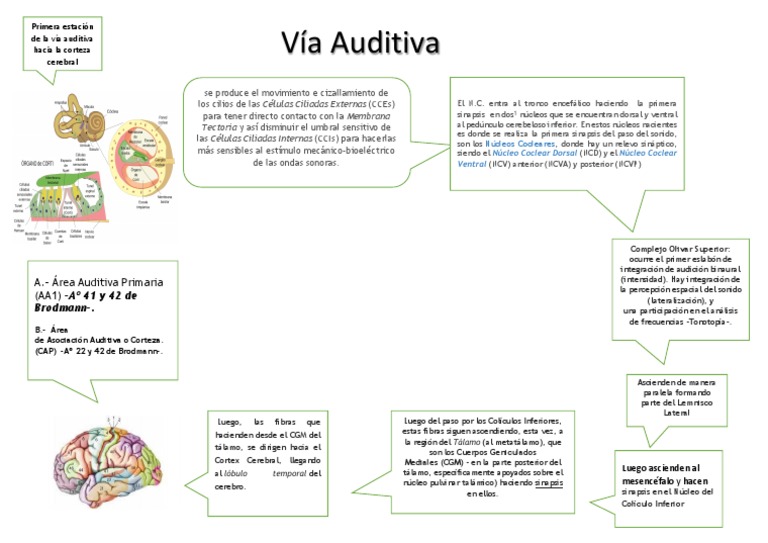 Via Auditiva | PDF | Tálamo | Corteza cerebral