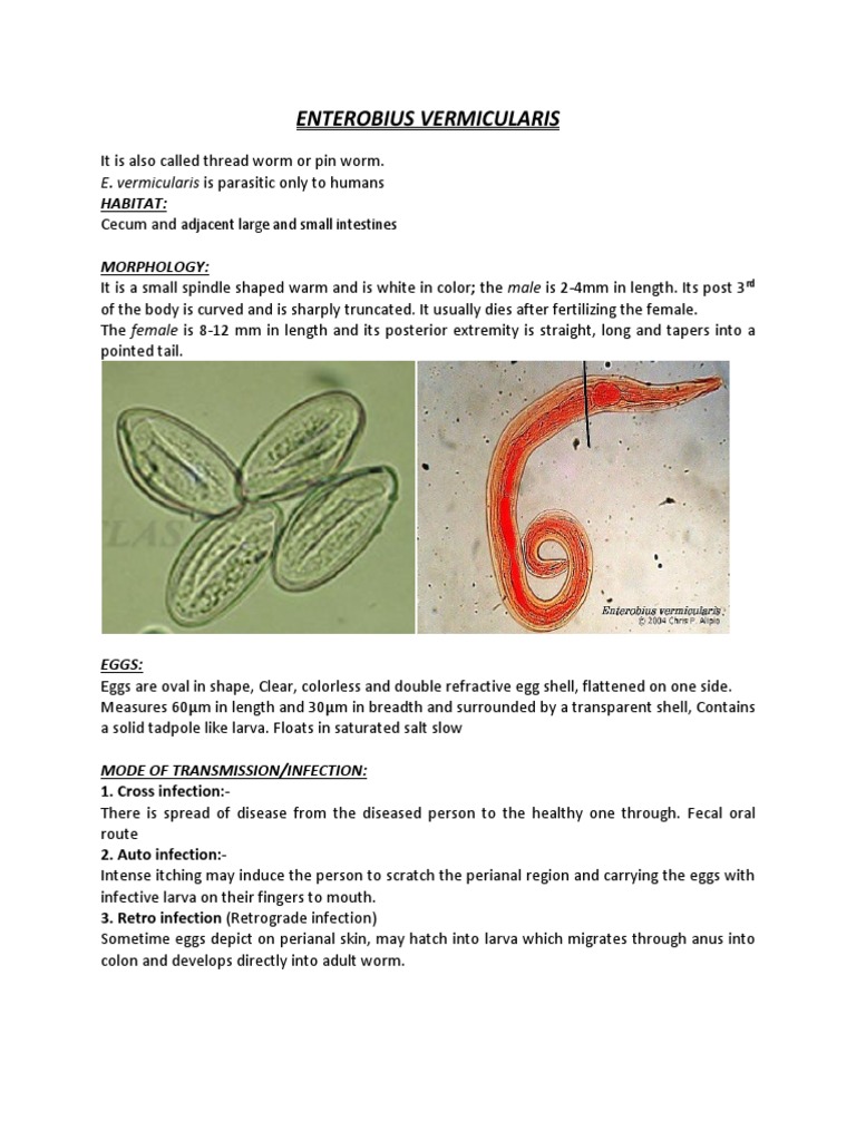 Enterobius Vermicularis | PDF | Medical Specialties | Diseases And ...