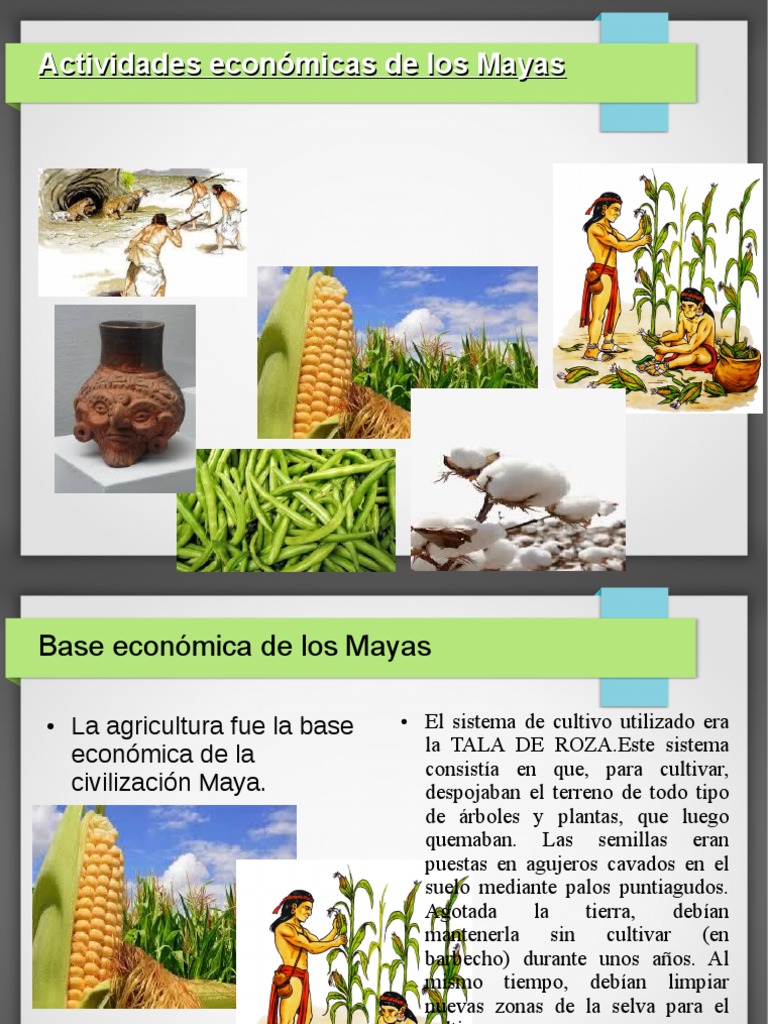 Economía Maya | PDF | Civilización maya | Agricultura