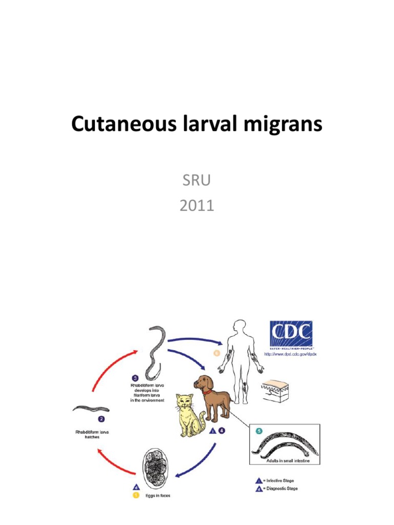 Cutaneous Larval Migrans | PDF | Medical Specialties | Clinical Medicine