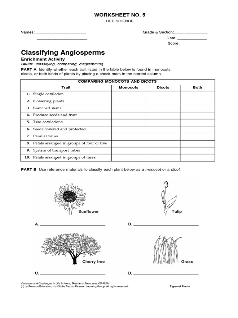 5worksheet Classifying Angiosperms | PDF