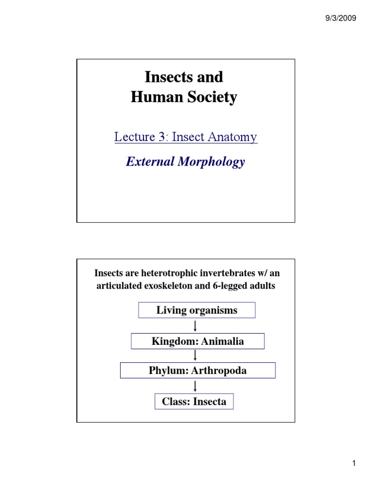 Lecture3 - Insect Anatomy 2009 | PDF | Insects | Eye