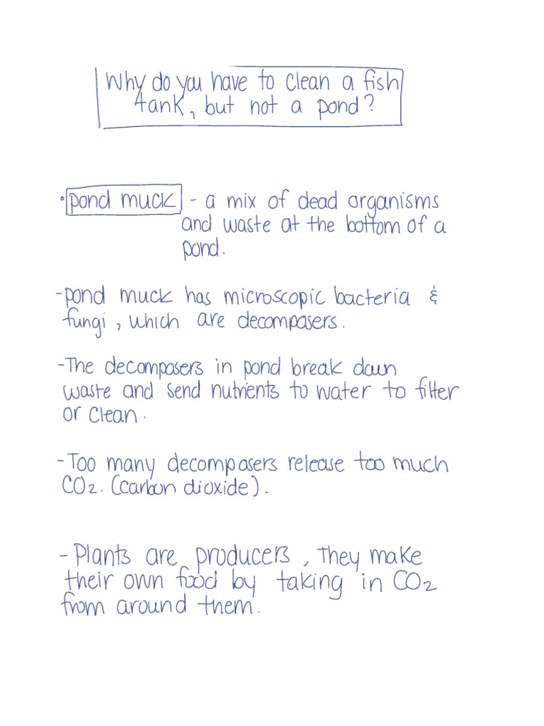 Pond Ecosystem Basics | PDF | Science & Mathematics