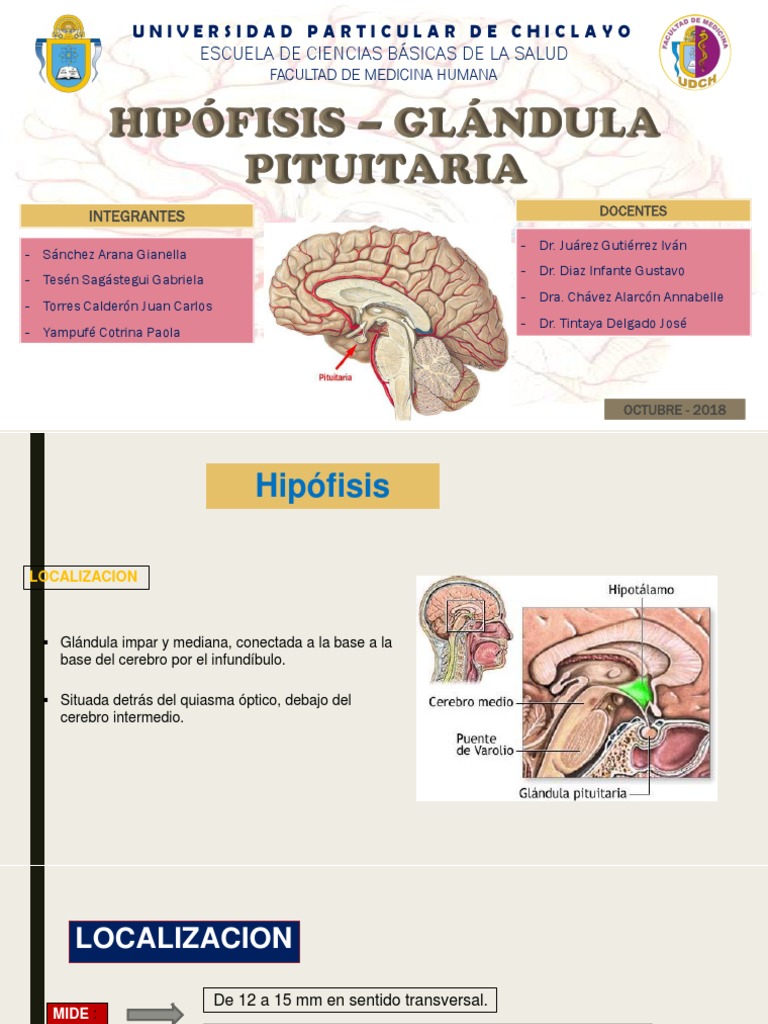 Hipofisis | PDF | Glándula pituitaria | Hormona