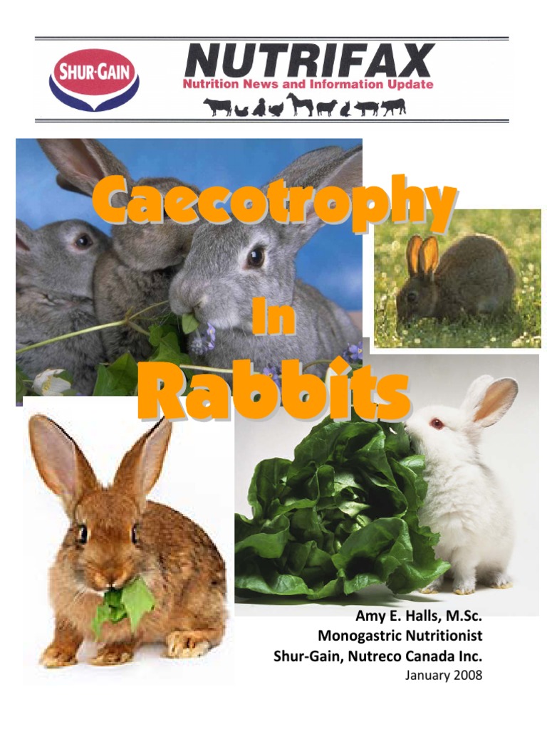 Caecotrophy in Rabbits | PDF | Digestion | Dietary Fiber