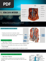 Plexo Venoso de Batson | PDF | La columna vertebral | Anatomía humana