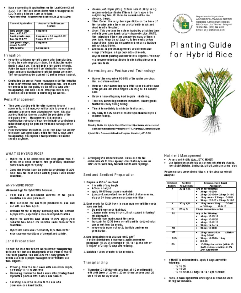 Planting Guide For Hybrid Rice | PDF | Rice | Weed