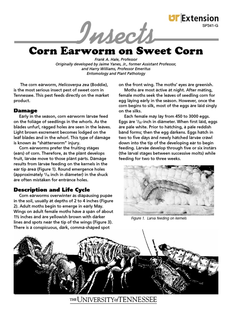 Corn Earworm On Sweet Corn (SP341-G) | PDF | Maize | Pesticide