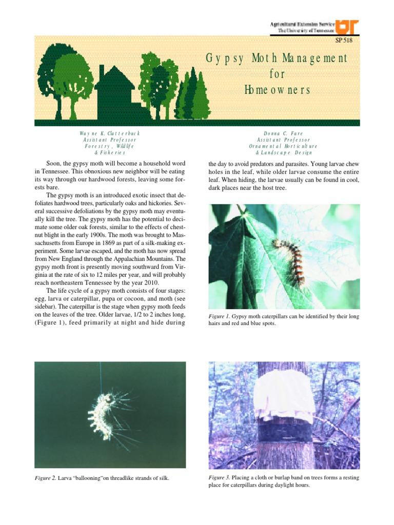 Fungus Gnats | PDF | Moth | Trees