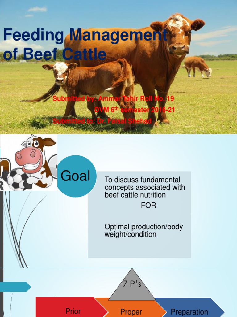 Beef Cattle Management Practices Worksheet Beef Cattle Manag