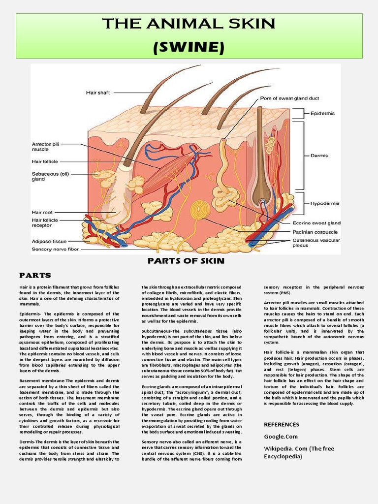 Animal Skin (Chart) | PDF | Skin | Epidermis