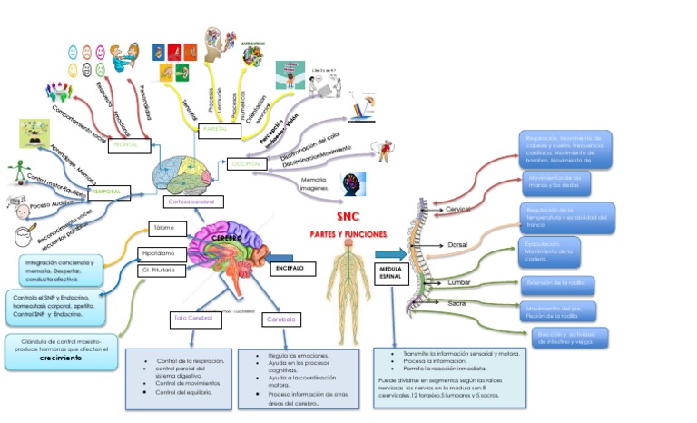 Snc Partes y Funciones Mapa Mental | Sistema nervioso central | Cerebro