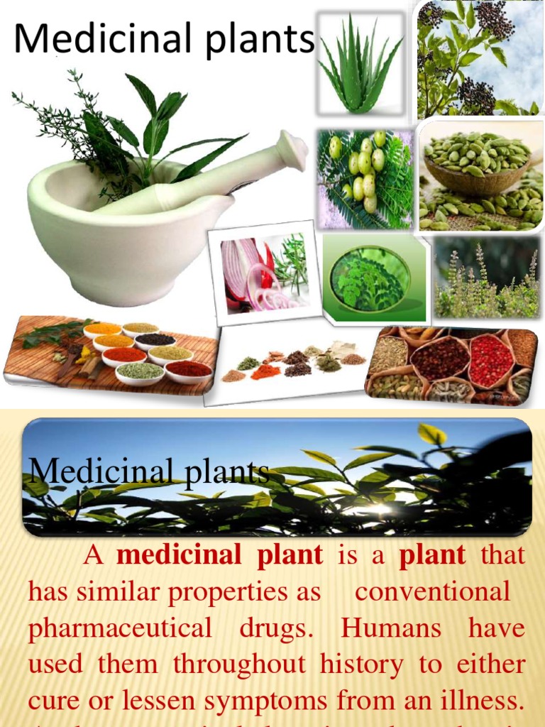Medicinal Plants | PDF | Black Pepper | Onion