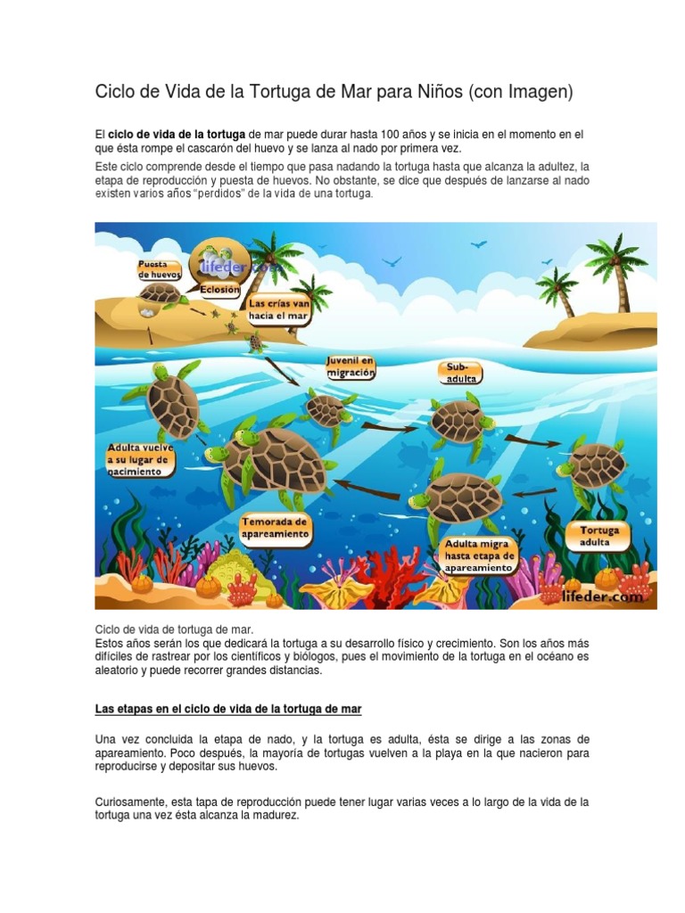 Ciclo de Vida de la Tortuga de Mar para Niños (con Imagen) | Tortuga ...