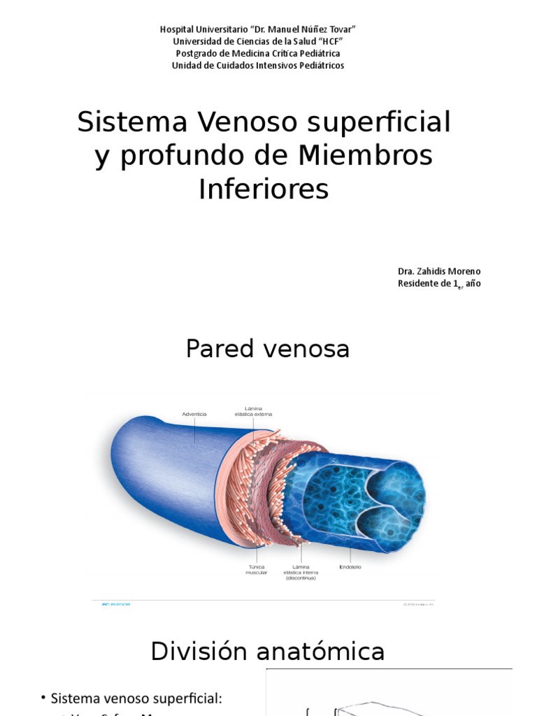 Anatomía de Sistema Venoso de MsIs | PDF