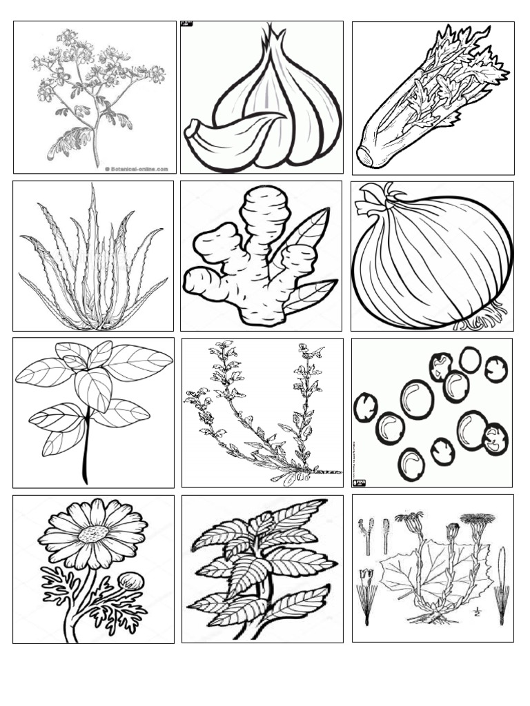 Plantas Medicinales para Colorear | PDF
