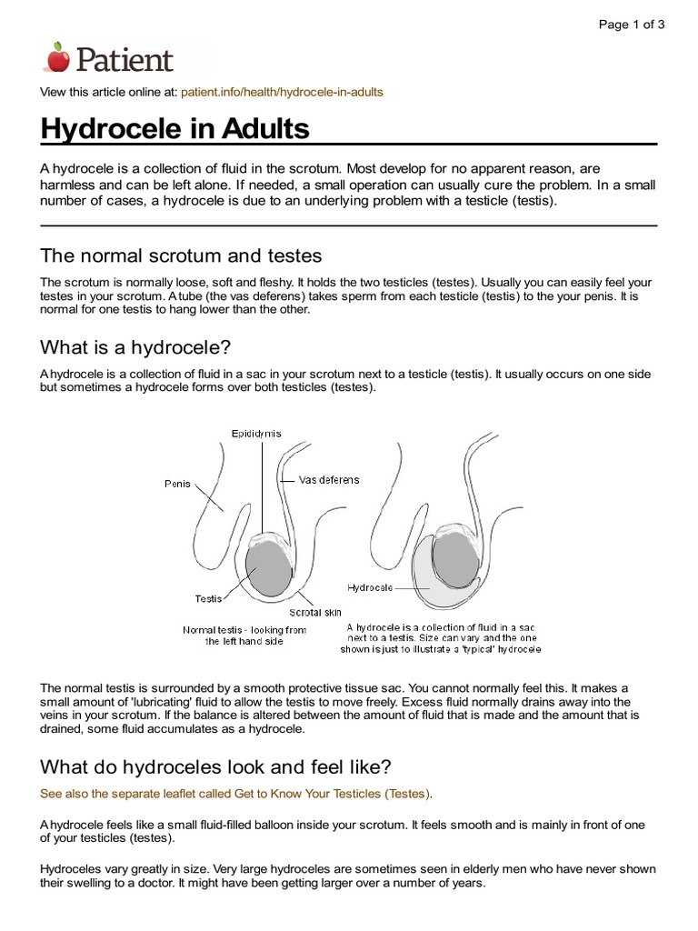 Hydrocele - PIL | PDF | Testicle | Medical Specialties