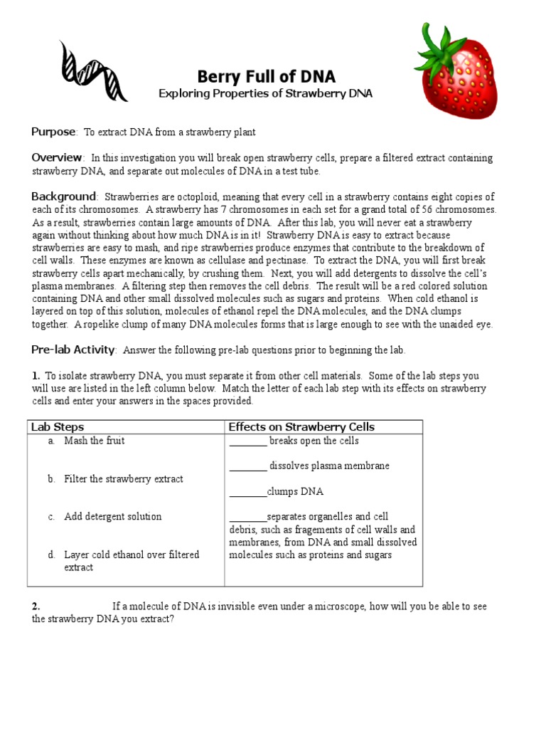 Strawberry Dna Lab and Analysis Questions | PDF | Cell (Biology ...