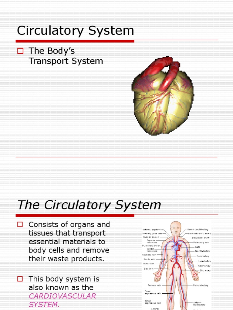 Circulatory System 7-8 | PDF | Circulatory System | Blood Vessel