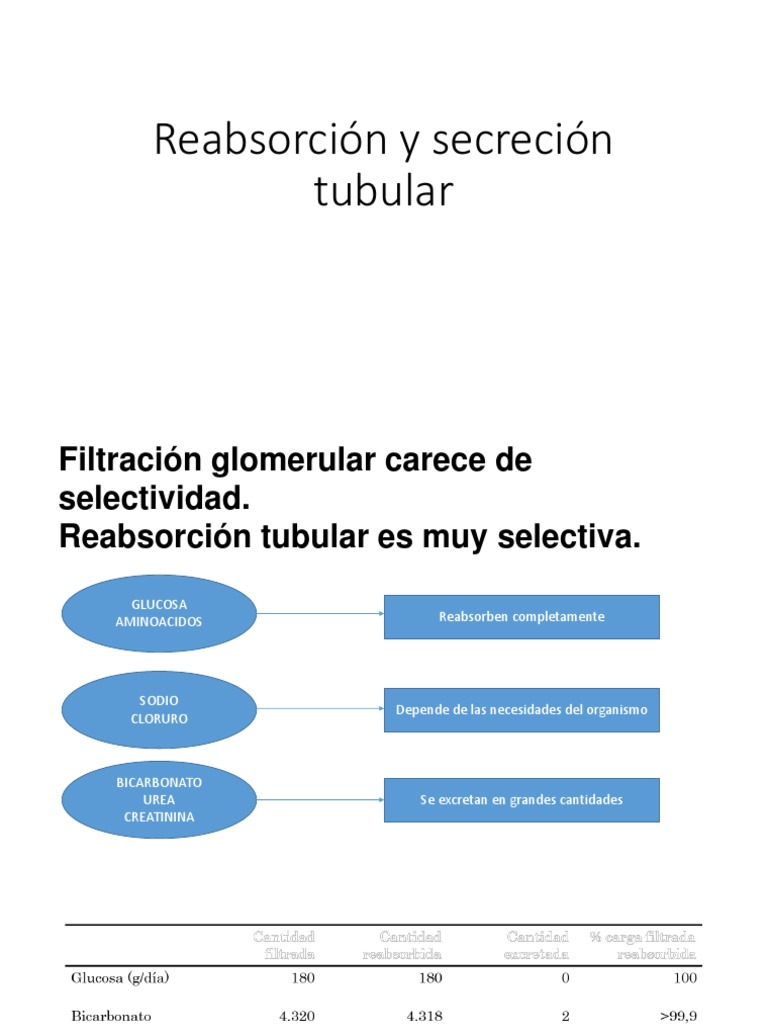 Reabsorción y Secreción Tubular | PDF | Riñón | Science