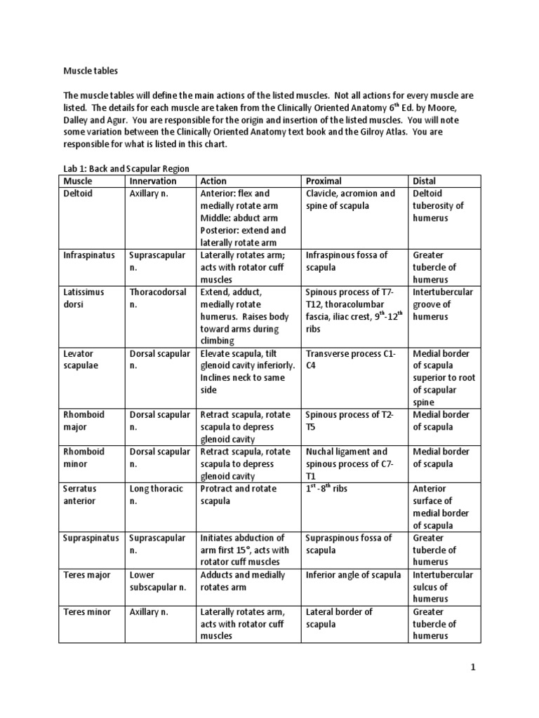 01 Muscle Tables Upper Limb | PDF | Thumb | Vertebra
