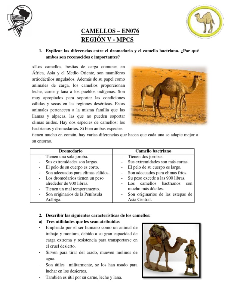 Características del Camello y Dromedario | PDF | Camello | Desierto
