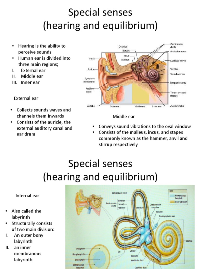 Special Senses Hearing and Equilibrium | PDF | Ear | Hearing